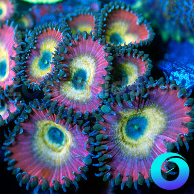 Zoanthids Identification Gallery