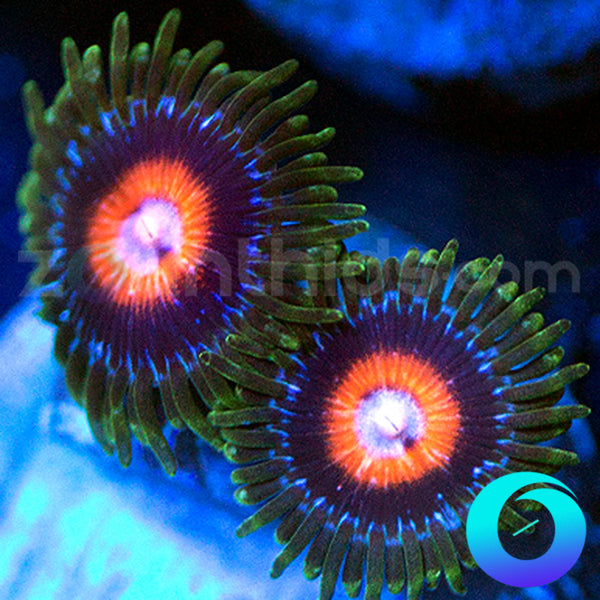 Zoanthids Identification Gallery – Page 2