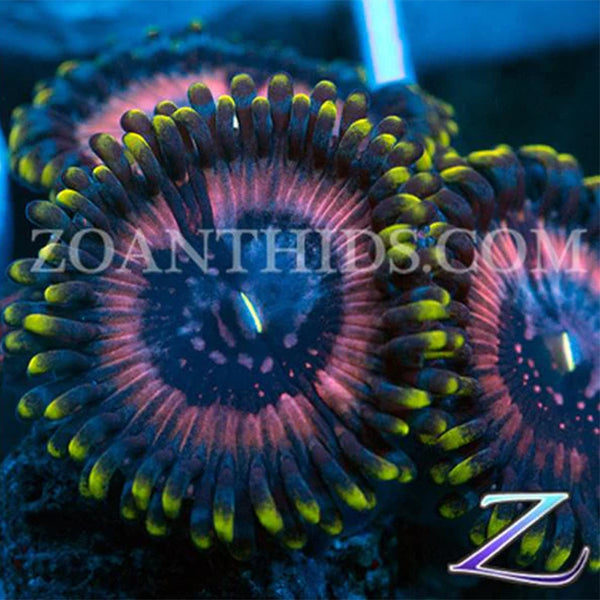 Zoanthids Identification Gallery – Page 3