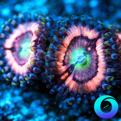Zoanthids Identification Gallery – Page 3