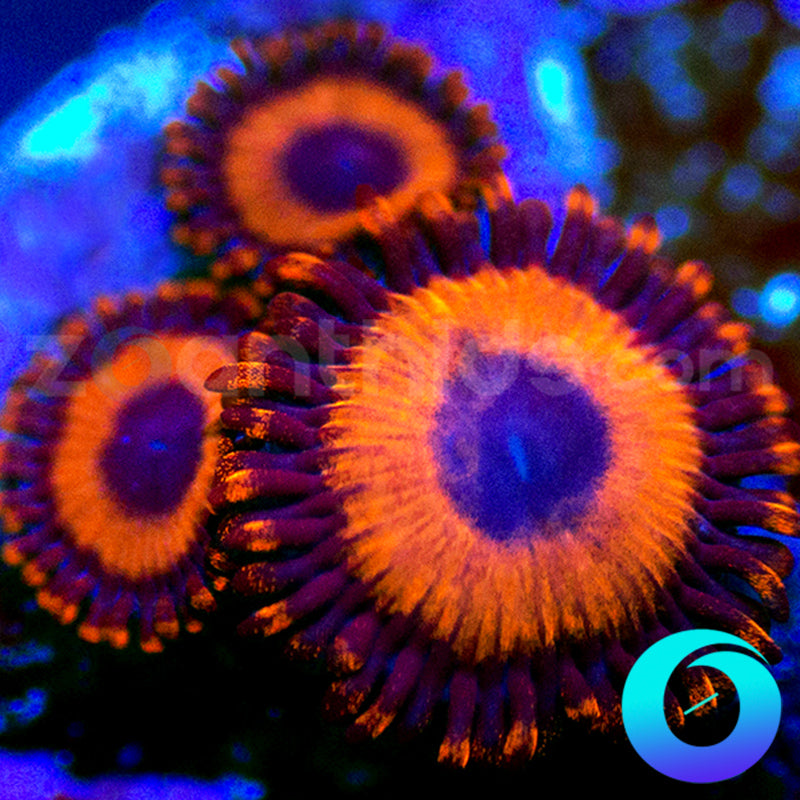 Kedds Reds Zoanthids