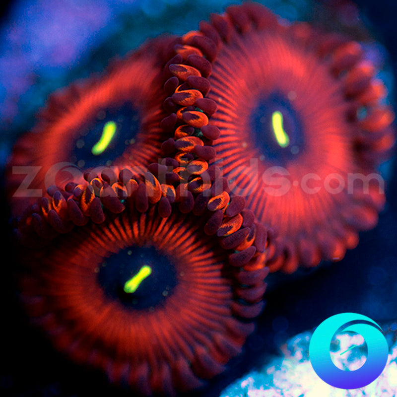 Red People Eater Zoanthids