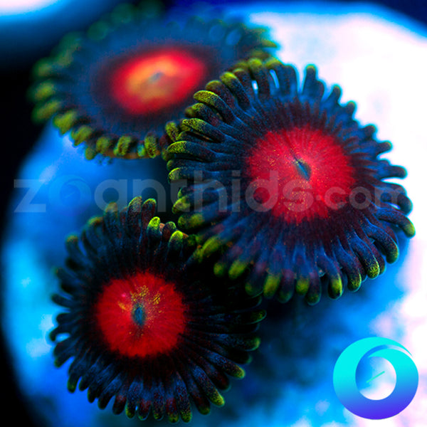 Zoanthids Identification Gallery – Page 5
