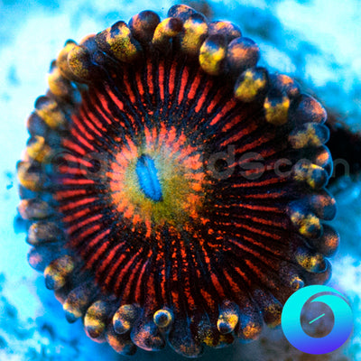 Zoanthids Identification Gallery – Page 5