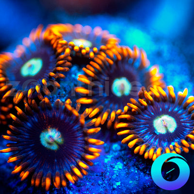 Zoanthids Identification Gallery – Page 5