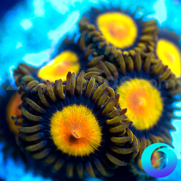 Zoanthids Identification Gallery – Page 5