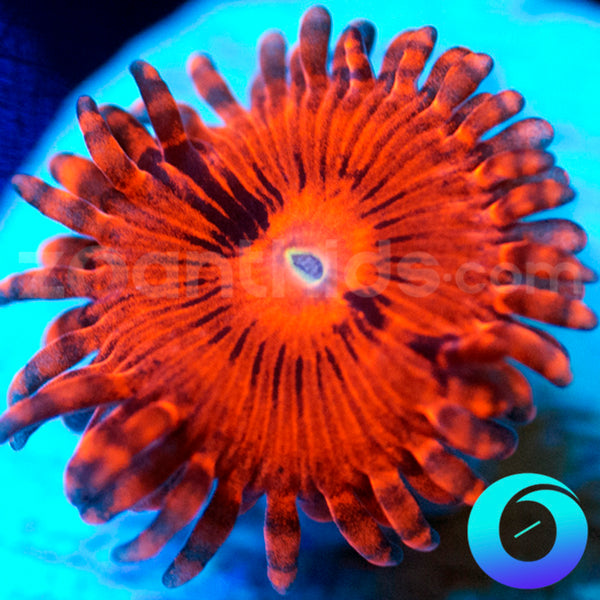 Zoanthids Identification Gallery – Page 5