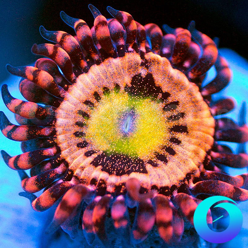 WWC Halle Berry Zoanthids