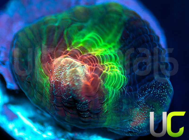 BigR Weirdo Mycedium Chalice