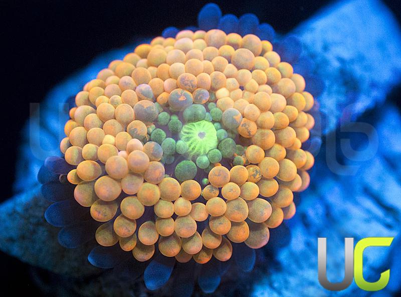 Mango Peach Florida Ricordea