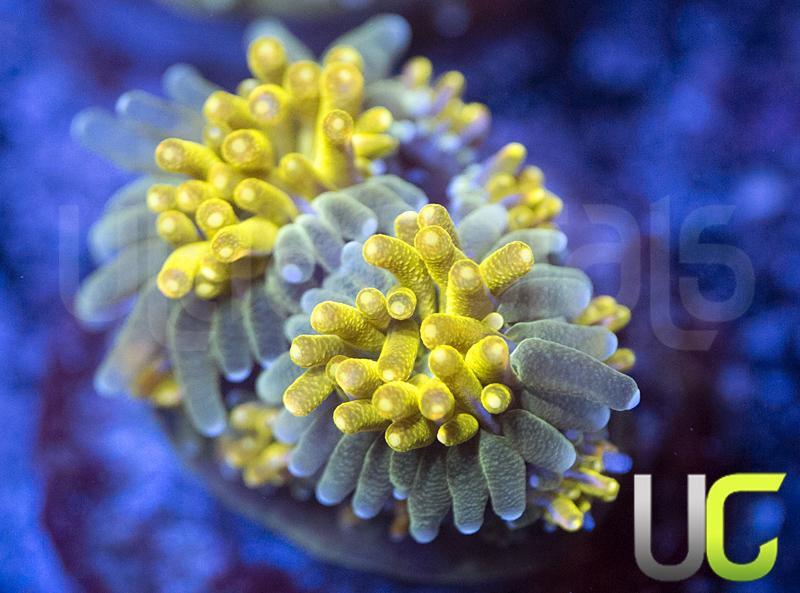 UC Lemon Lime Galaxia