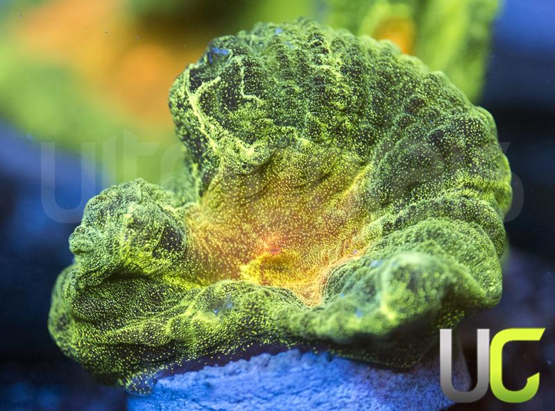 OG Space Invader Pectinia