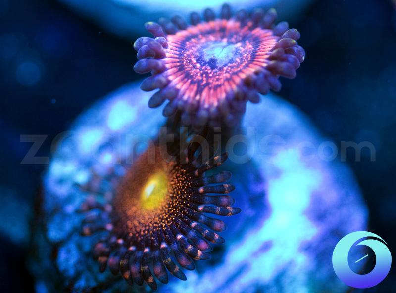 Energizer Bunny & Mohawk Combo