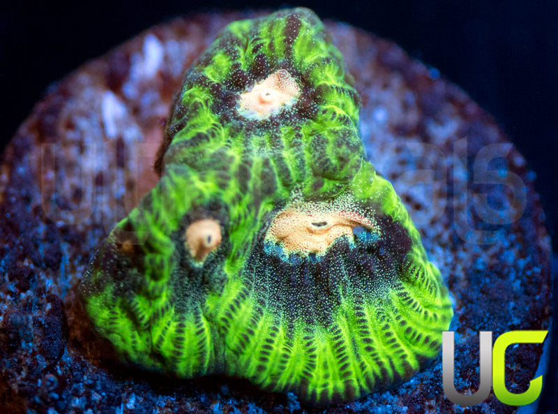 UC Creepy Crawler Favites