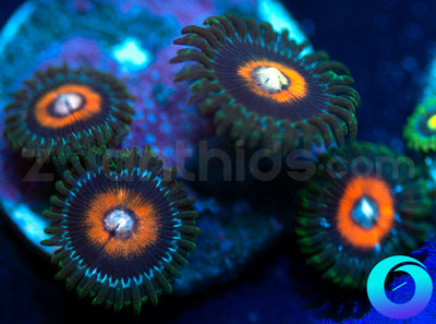 Zoanthids.com