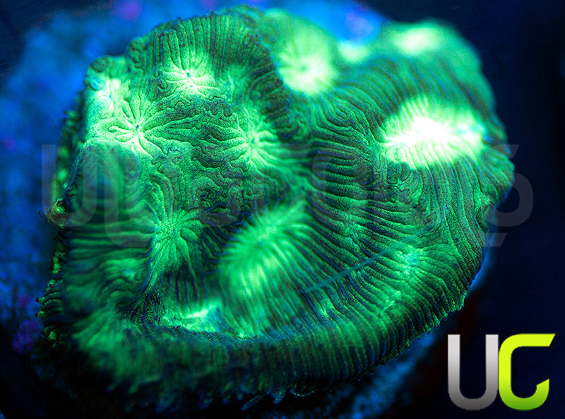 JF Neon Green Lepto