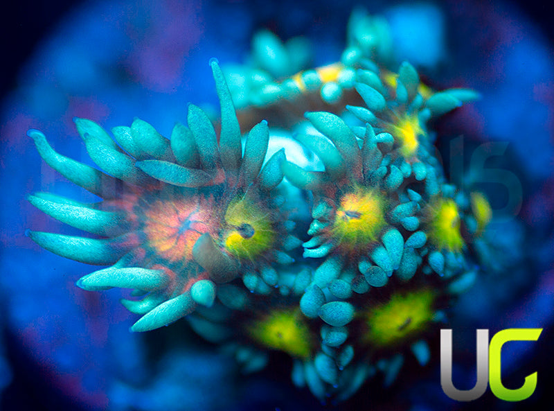 UC Rainbow Wolverine Goni