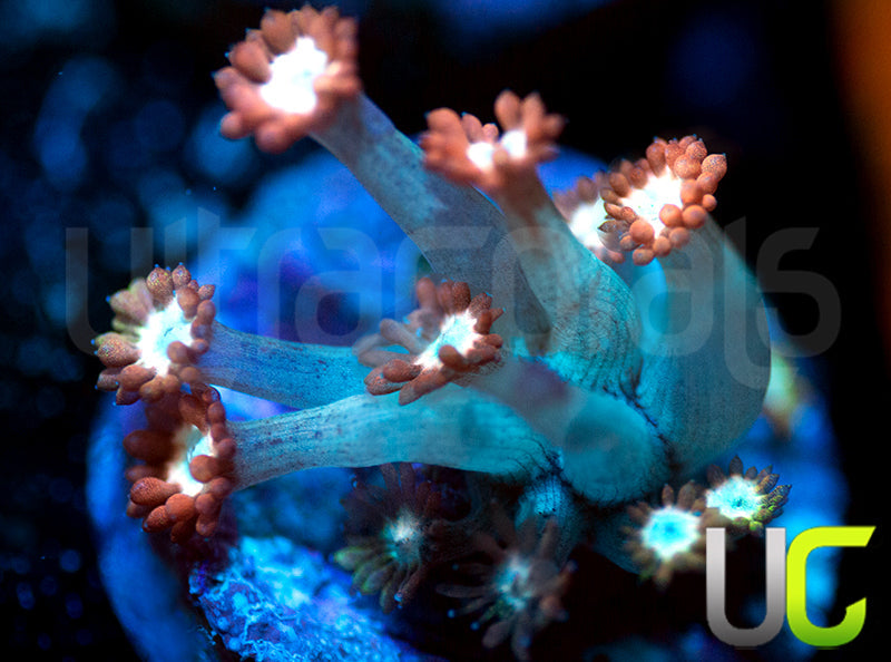 UC Cosmic Candy Goni