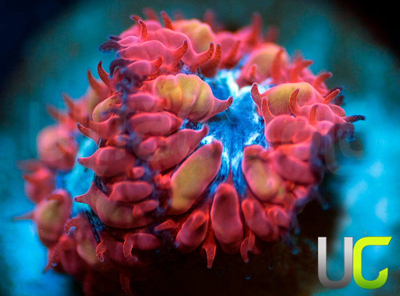 UC Azure Sky Blastos