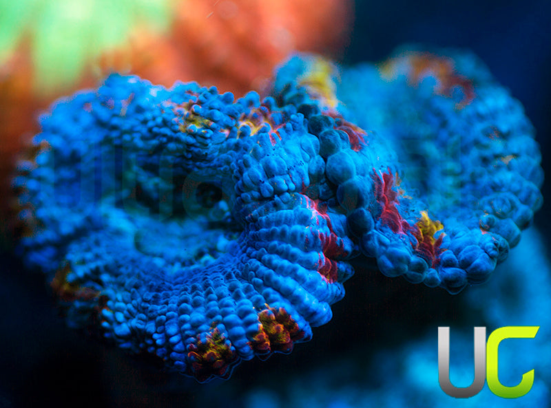 UC Med Kit Micro Lord