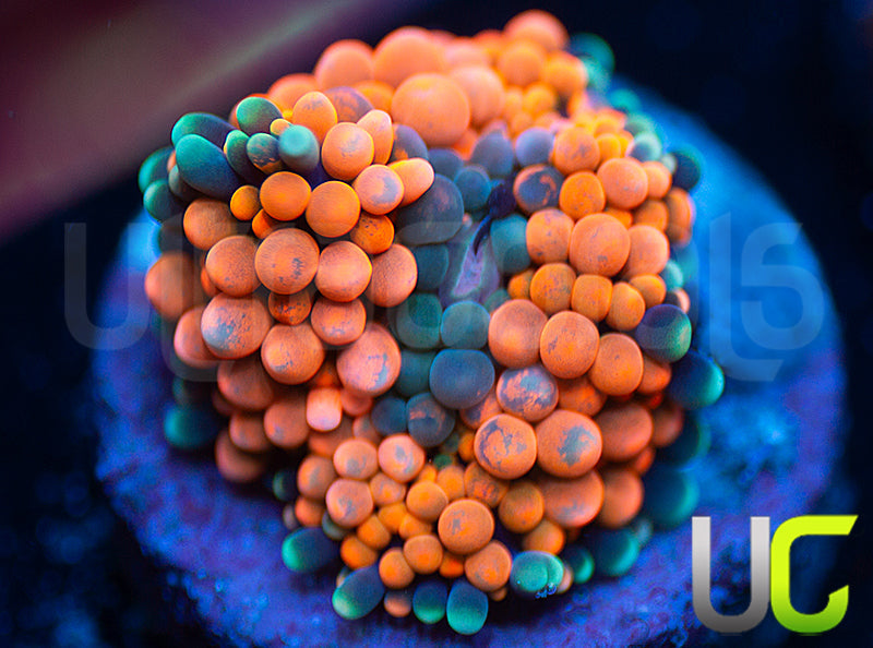 UC Mamba Jamba Ricordea