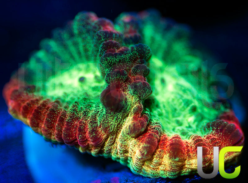 JF Psycho Rainbow Rim Favia