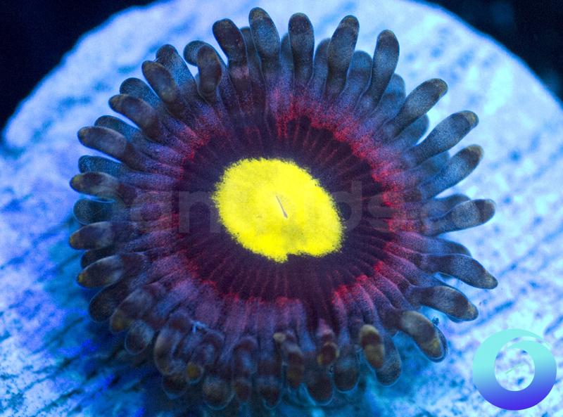 Bubblicious