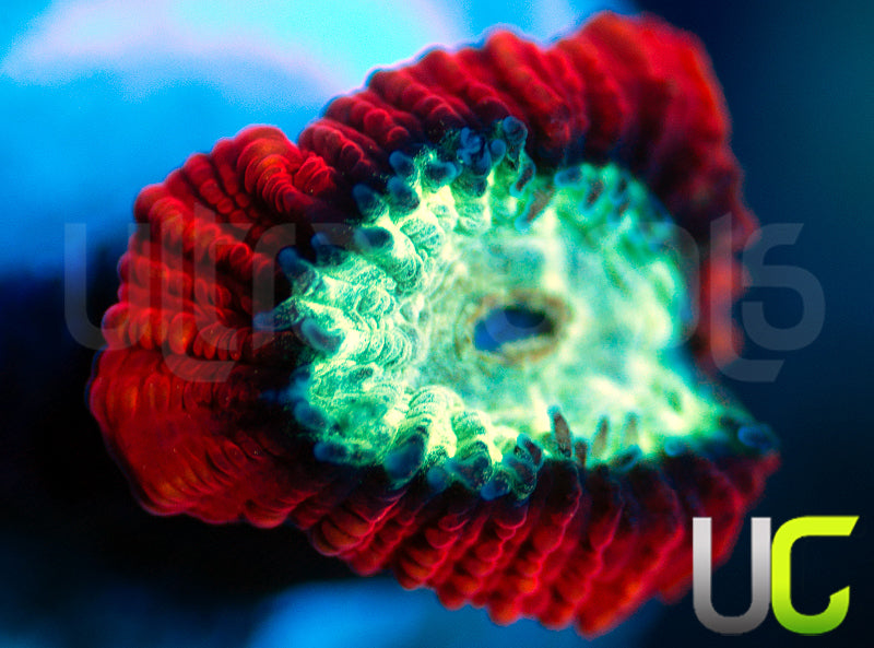 UC Mortal Kombat Dipsastrea