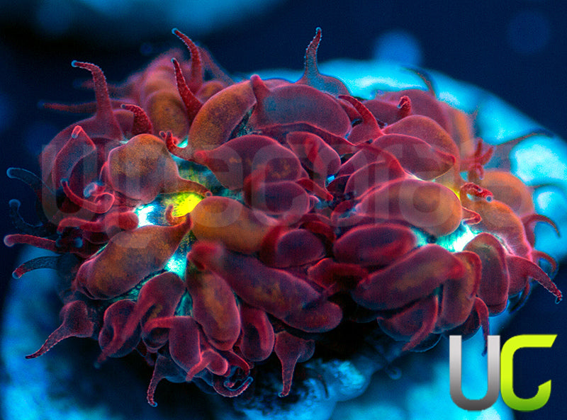 UC Boondocks Blastos