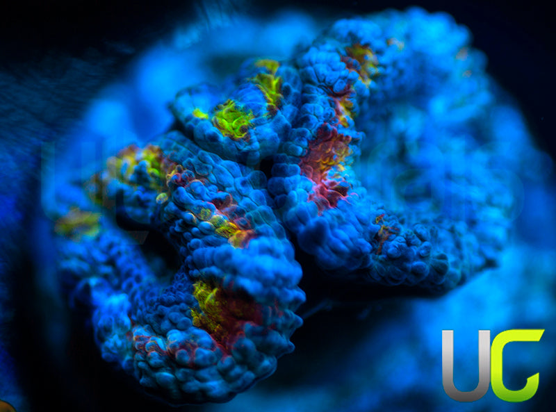 UC Med Kit Micro Lord