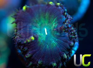 Zoanthids.com