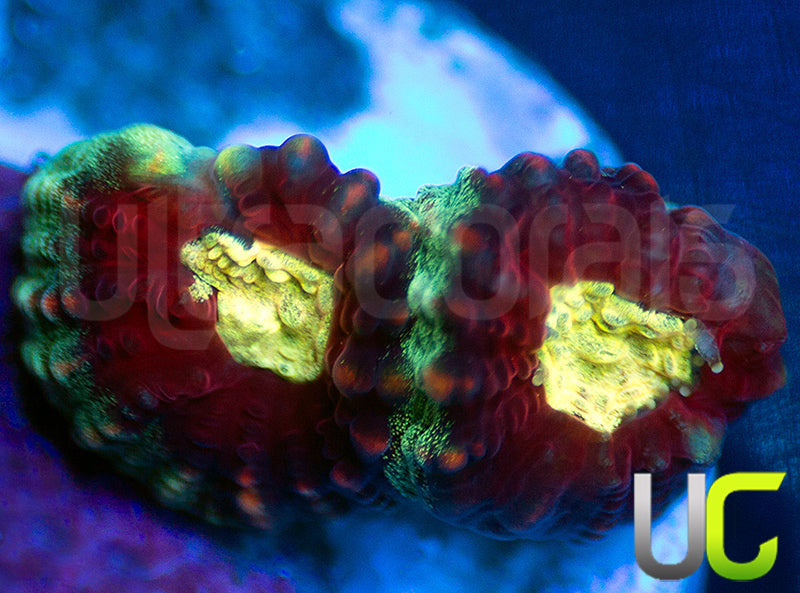 UC Strobe Light Favia