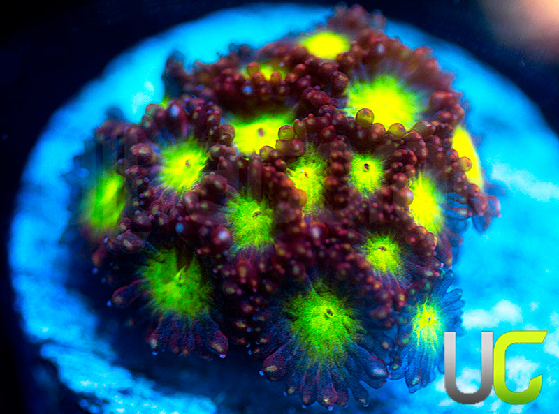 UC Party Crasher Micro Goni