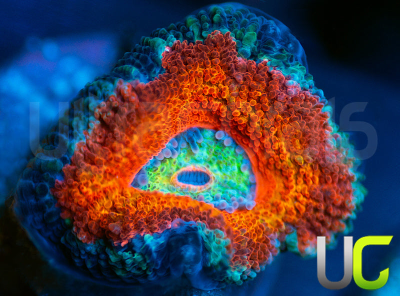 UC Blue Mystique Micro Lord