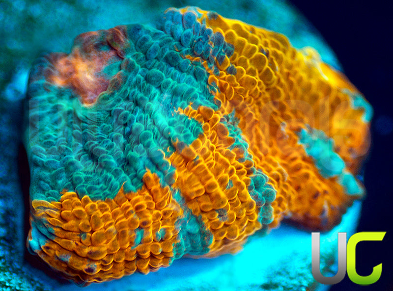 UC Blue Legion Chalice