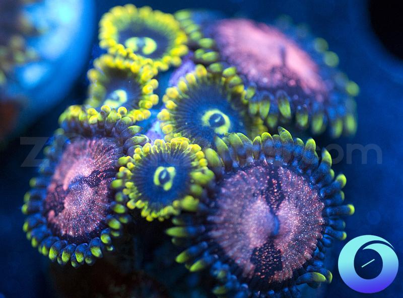 Yoda & WWC Space Monster Combo