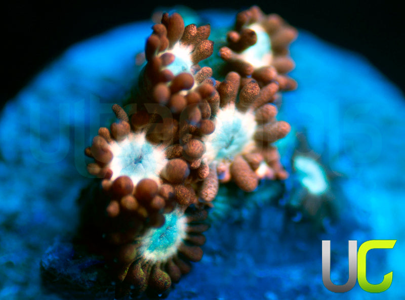 UC Cosmic Candy Goni