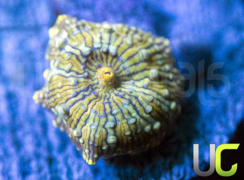 UC Lemon Disco Bounce