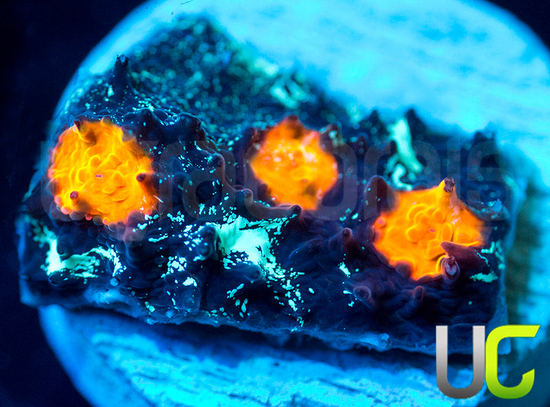 UC Tasmanian Devil Chalice