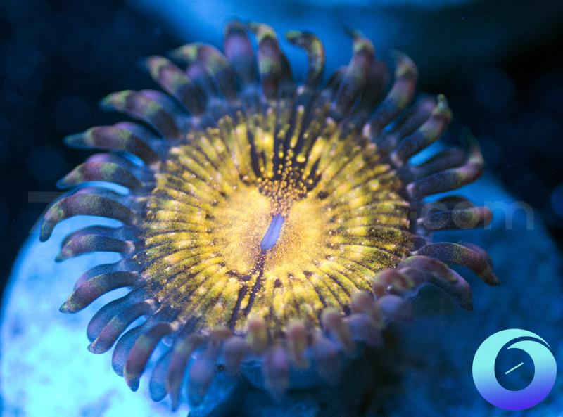 Reverse Space Monster