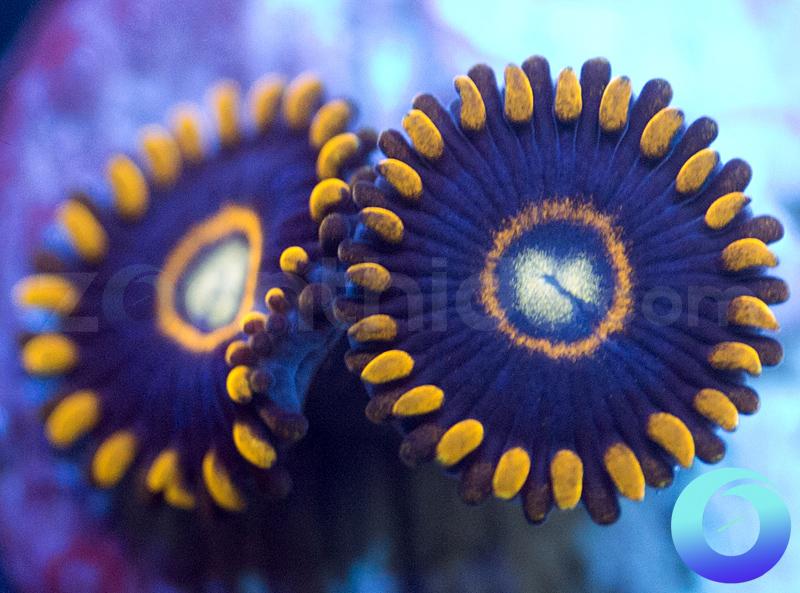 Blue Hornets