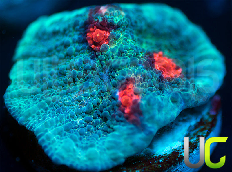 JF Hellspawn Chalice