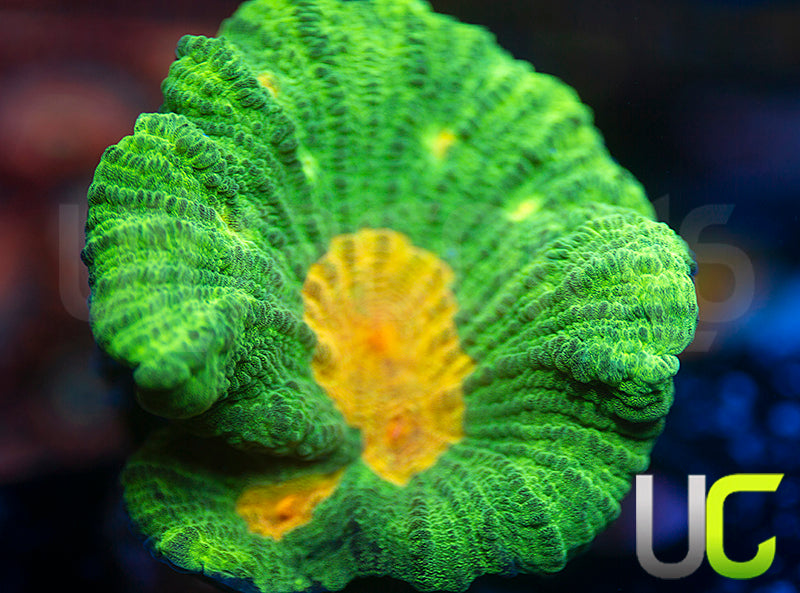 OG Space Invader Pectinia