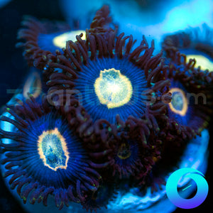 Zoanthids Identification Gallery