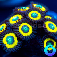 Zoanthids Identification Gallery