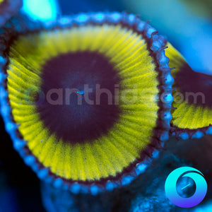 Zoanthids Identification Gallery