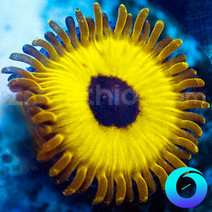 Zoanthids Identification Gallery