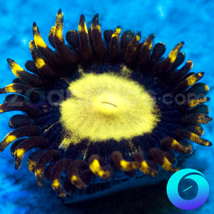 Zoanthids Identification Gallery