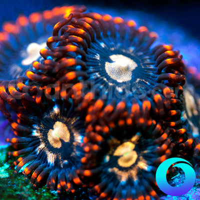 Zoanthids Identification Gallery