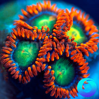 Zoanthids Identification Gallery